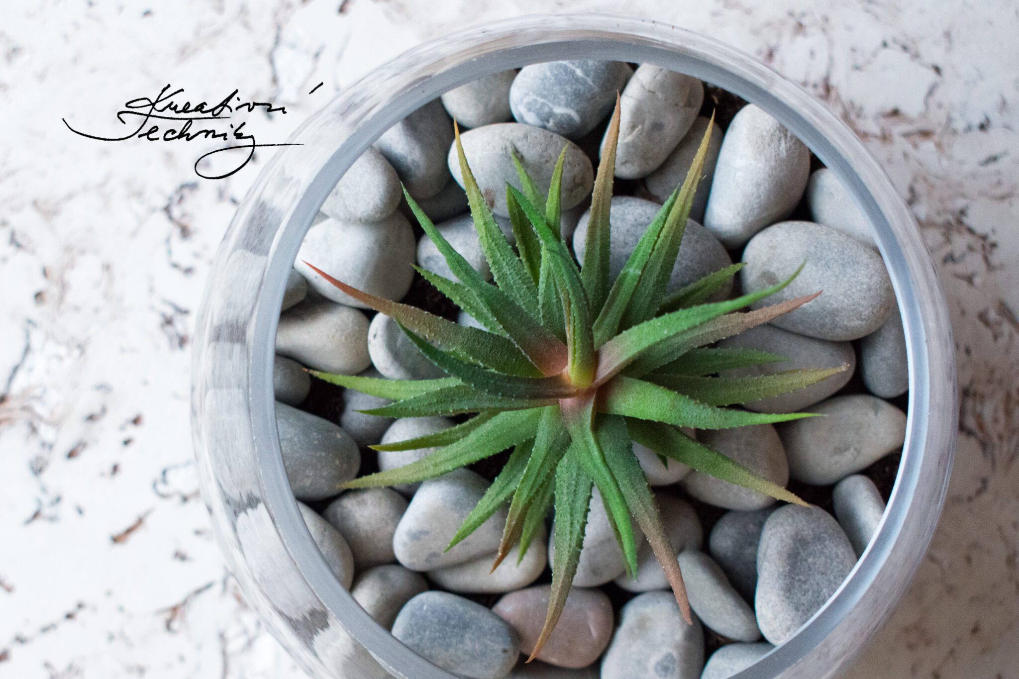 Sukulenty ve skle jsou in | Kreativní Techniky